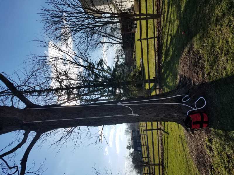 Gear test / 10ft climb in silver maple - Tree Climbers International ...